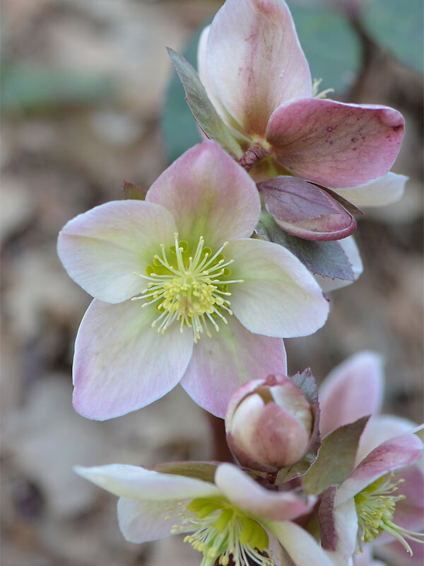 Helleborus Ivory Prince | Bluestone Perennials