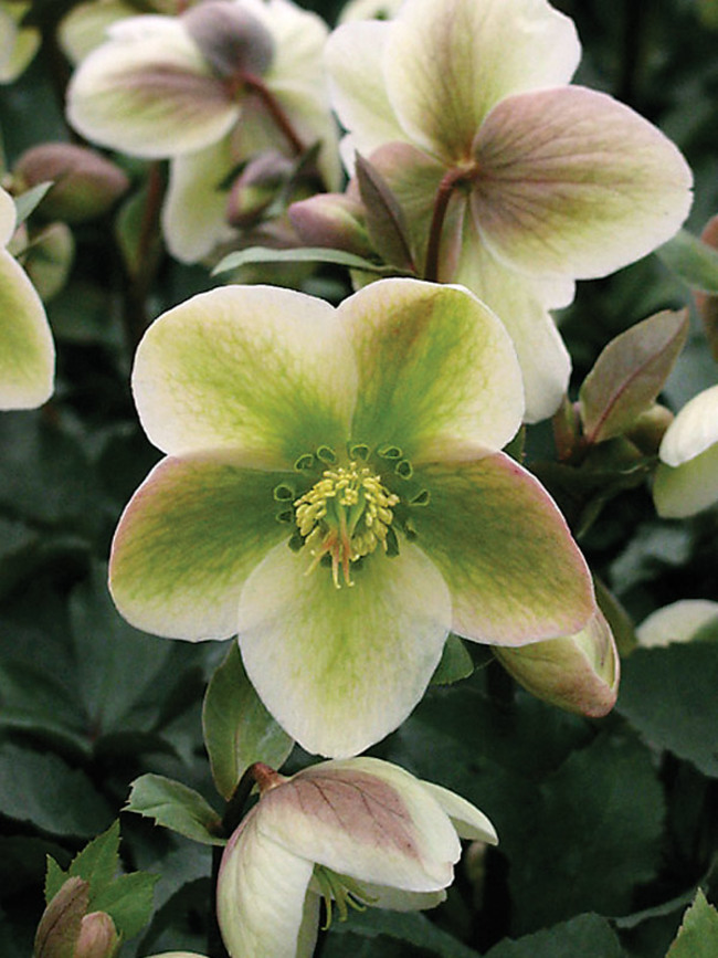Helleborus Ivory Prince | Bluestone Perennials