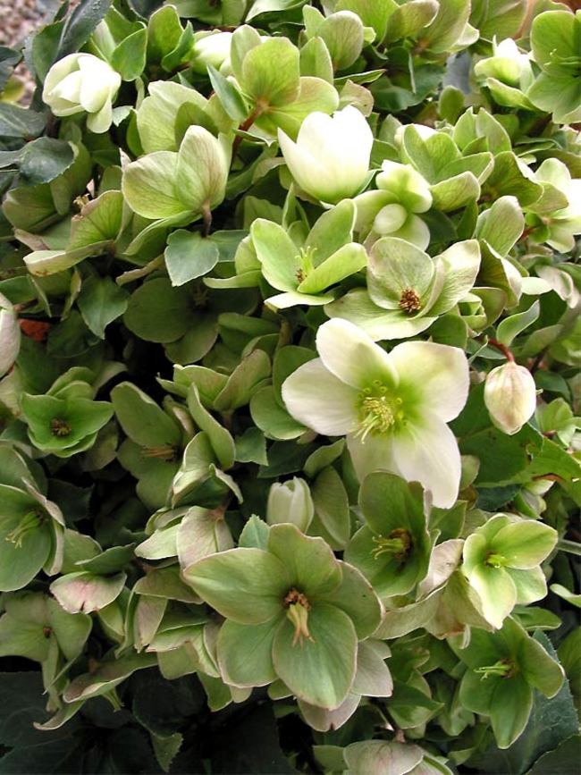 Helleborus Ivory Prince | Bluestone Perennials
