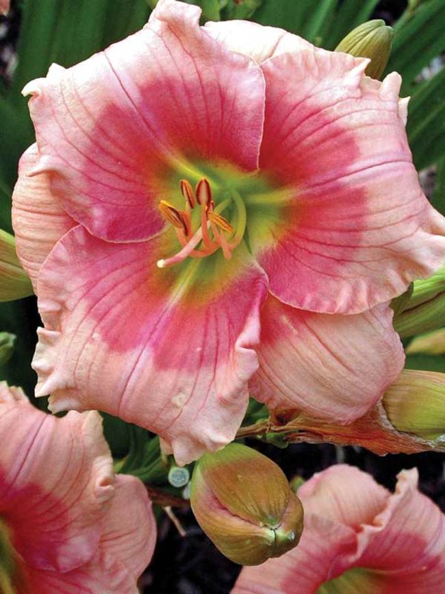 Hemerocallis Janice Brown | Bluestone Perennials