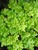 Product Viewer - HEUCHERA LIME MARMALADE*
