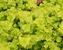 Product Viewer - HEUCHERA LIME MARMALADE*