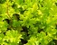 Product Viewer - HEUCHERA LIME MARMALADE*