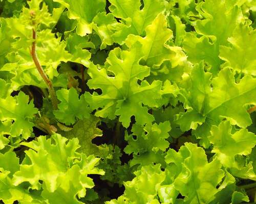 Heuchera Lime Marmalade | Bluestone Perennials