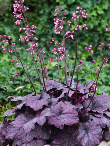 Heuchera Electric Plum | Bluestone Perennials