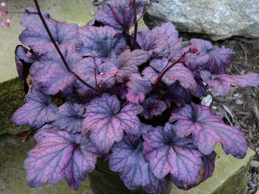 Heuchera Electric Plum | Bluestone Perennials