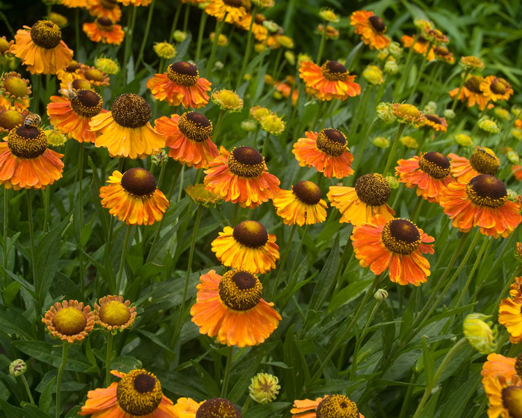 Product Viewer - Helenium Mardi Gras