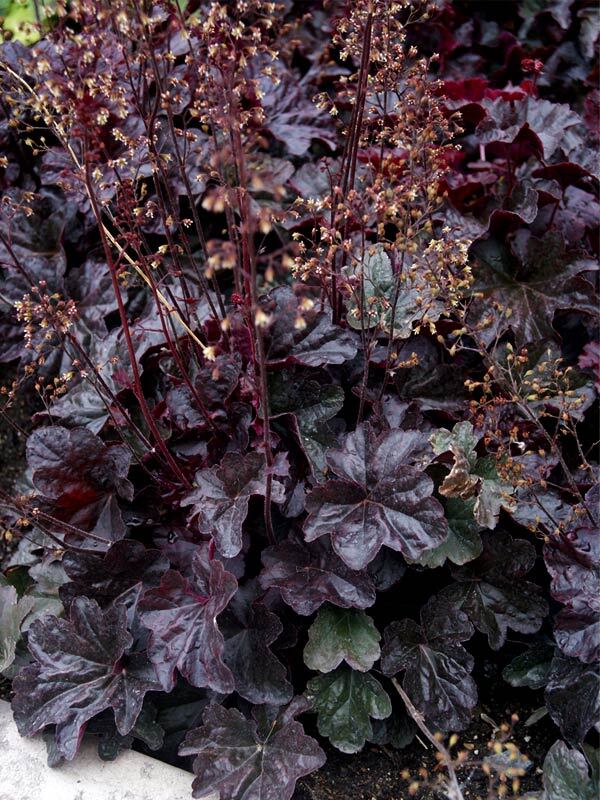 Heuchera Obsidian | Bluestone Perennials
