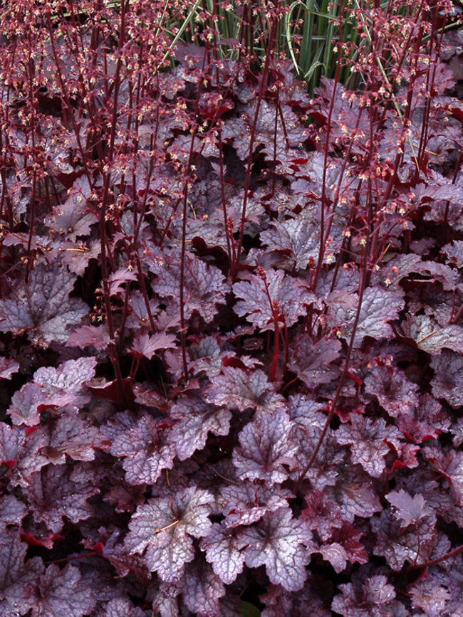Heuchera Plum Pudding | Bluestone Perennials