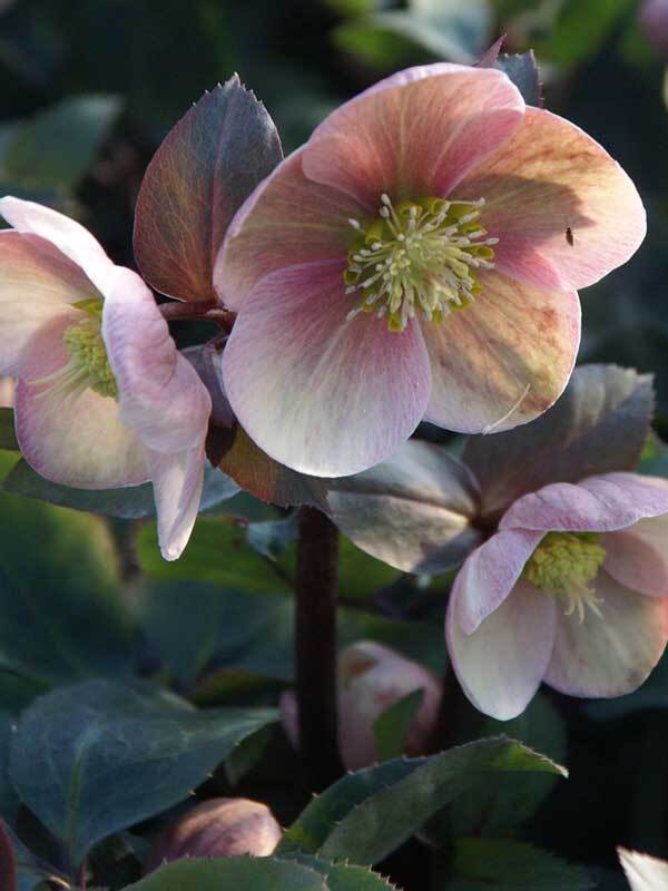 Helleborus Pink Frost | Bluestone Perennials