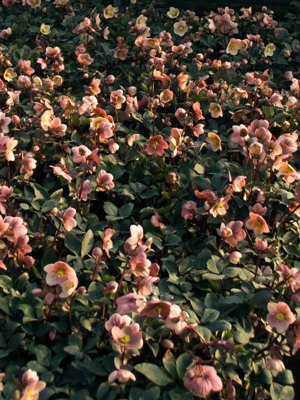 Helleborus Pink Frost | Bluestone Perennials