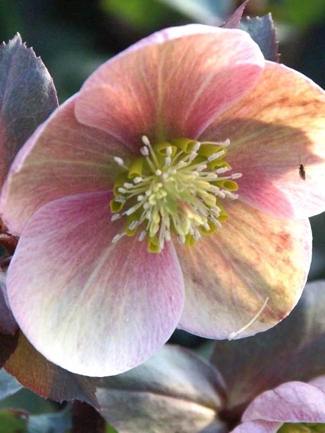 Helleborus Pink Frost | Bluestone Perennials