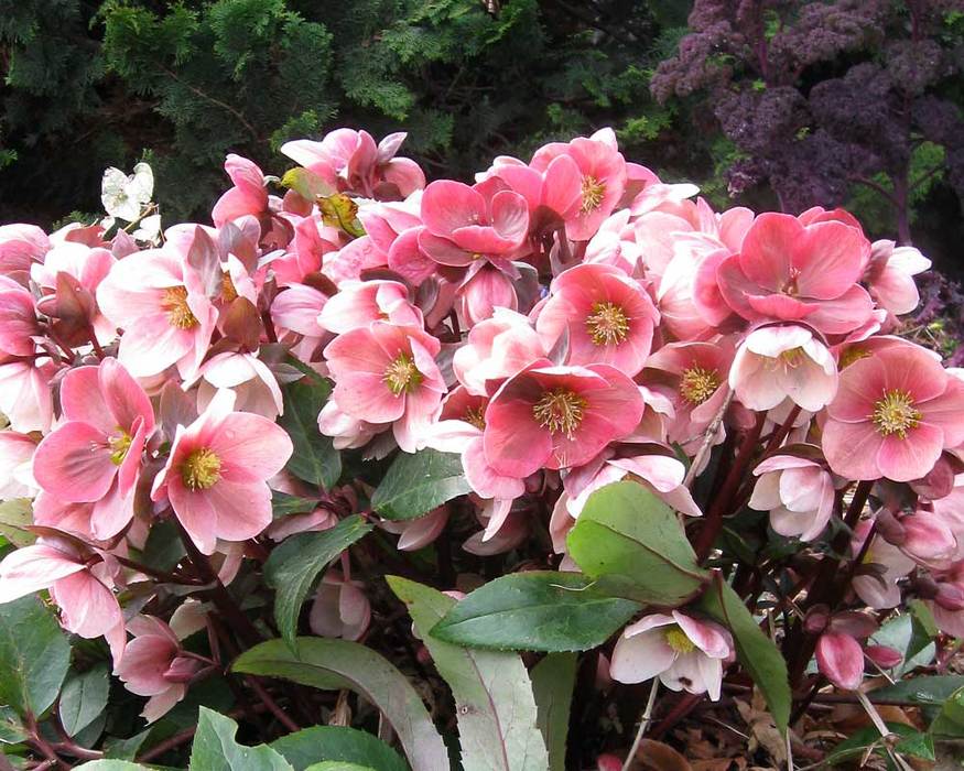 Helleborus Pink Frost | Bluestone Perennials