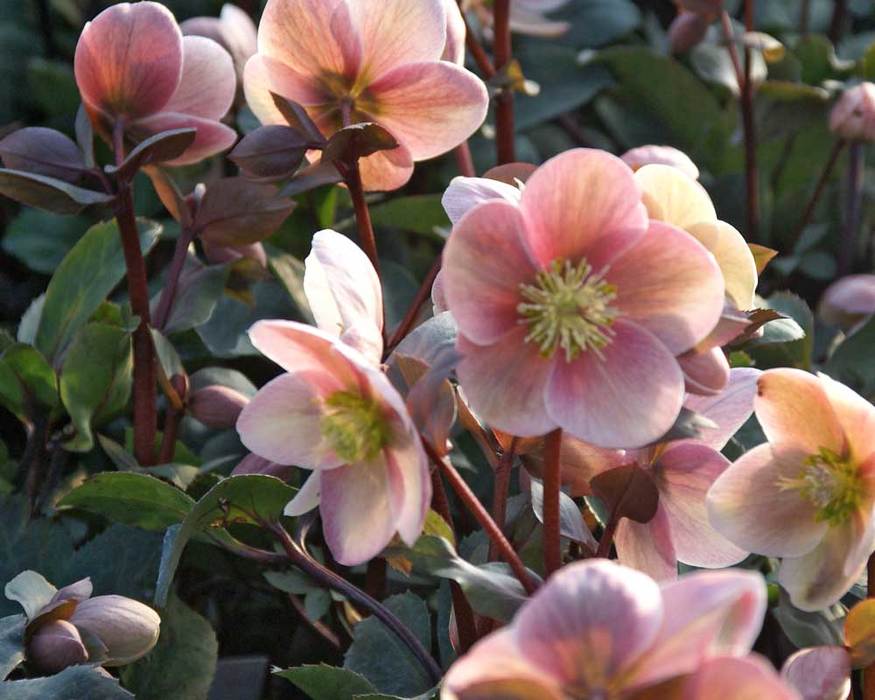 Helleborus Pink Frost | Bluestone Perennials