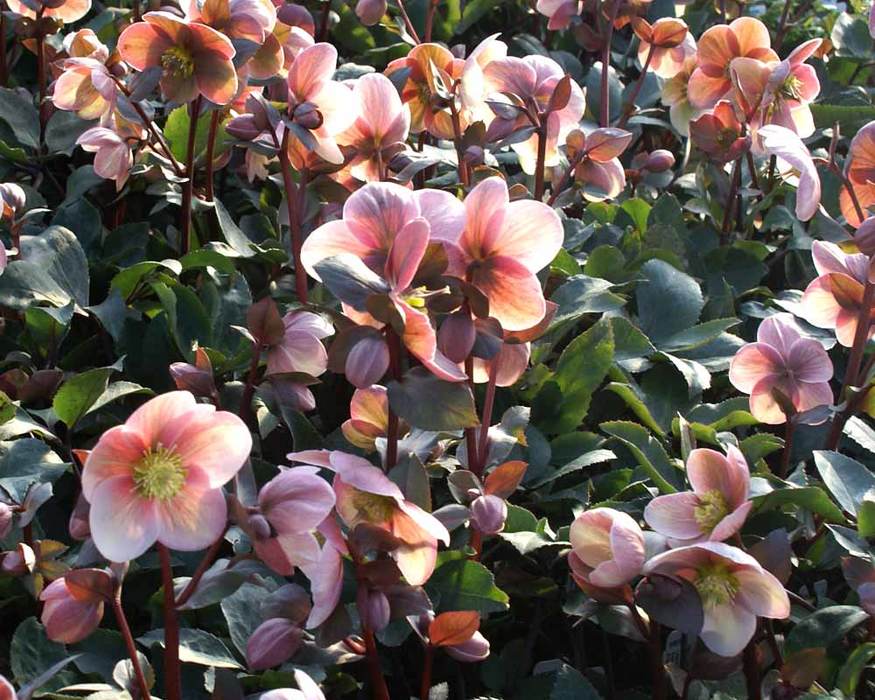Helleborus Pink Frost | Bluestone Perennials