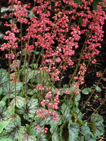 Heuchera Peppermint Spice | Bluestone Perennials