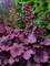 Heuchera Primo Wild Rose -- Bluestone Perennials