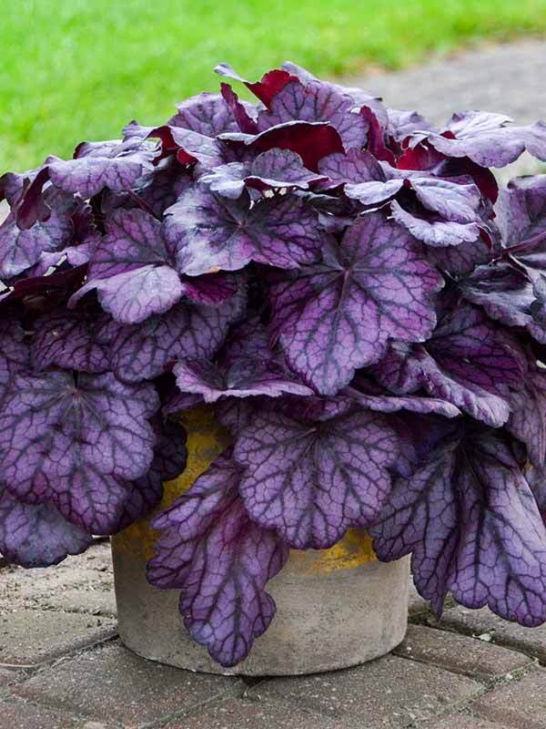 Heuchera Primo Wild Rose | Bluestone Perennials
