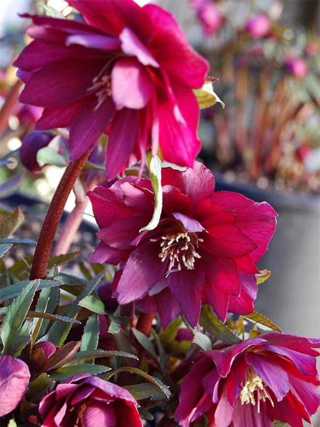 Helleborus Red Sapphire | Bluestone Perennials
