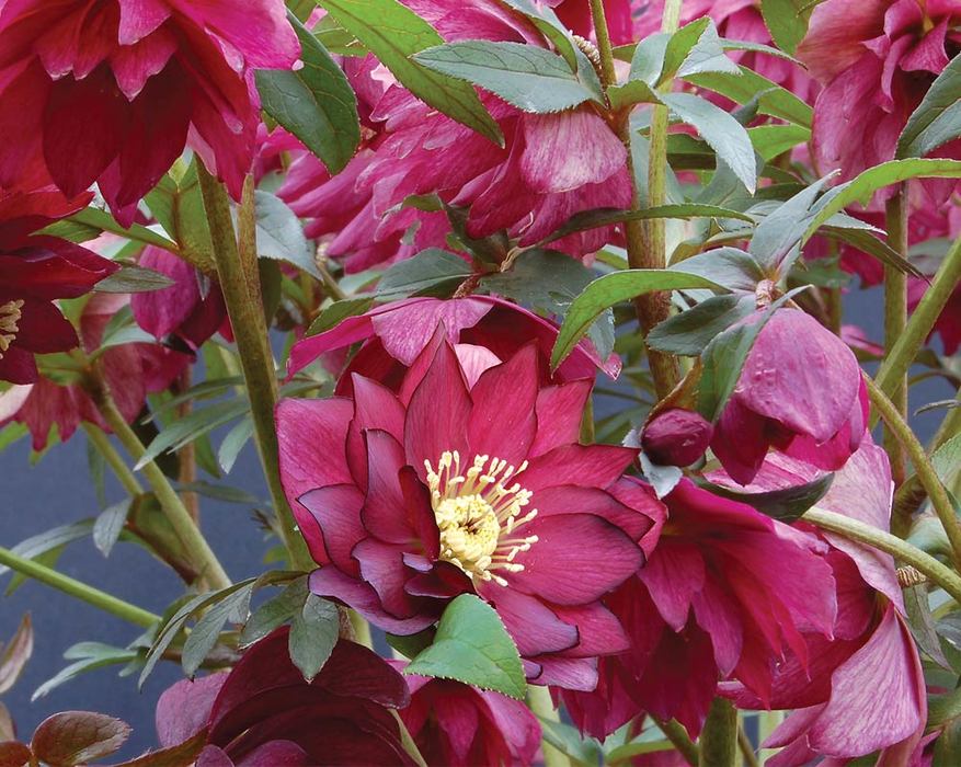 Helleborus Red Sapphire | Bluestone Perennials