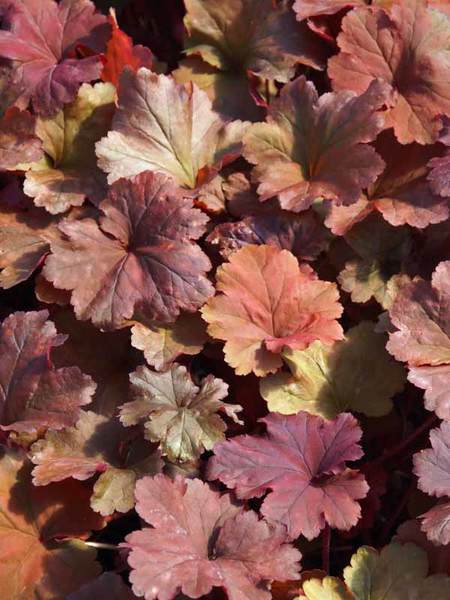 Product Viewer - HEUCHERA RIO*