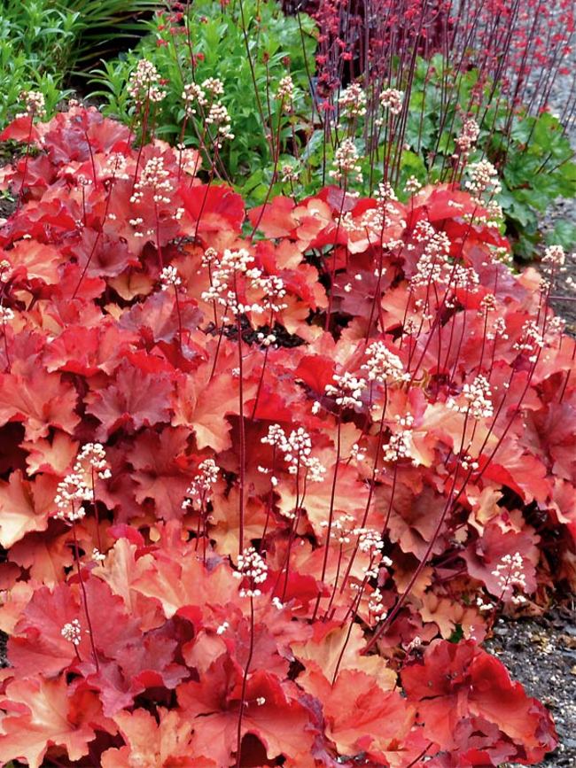 Heuchera Rio | Bluestone Perennials