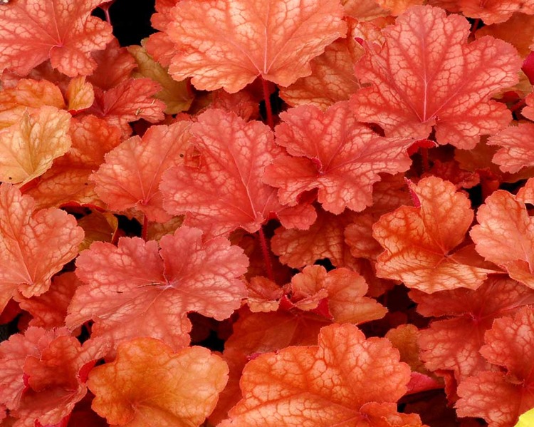 Product Viewer - Heuchera Rio