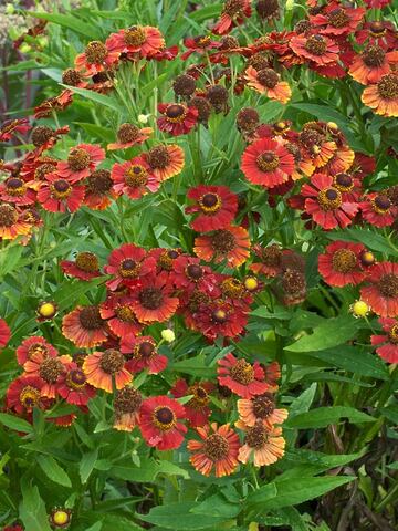 Helenium Red Jewel | Bluestone Perennials