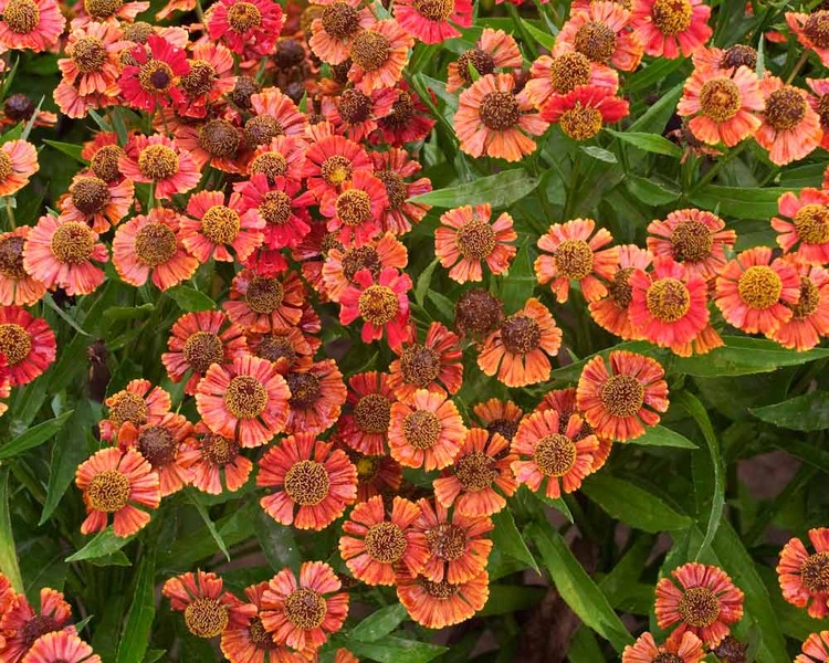 Product Viewer - HELENIUM RED JEWEL