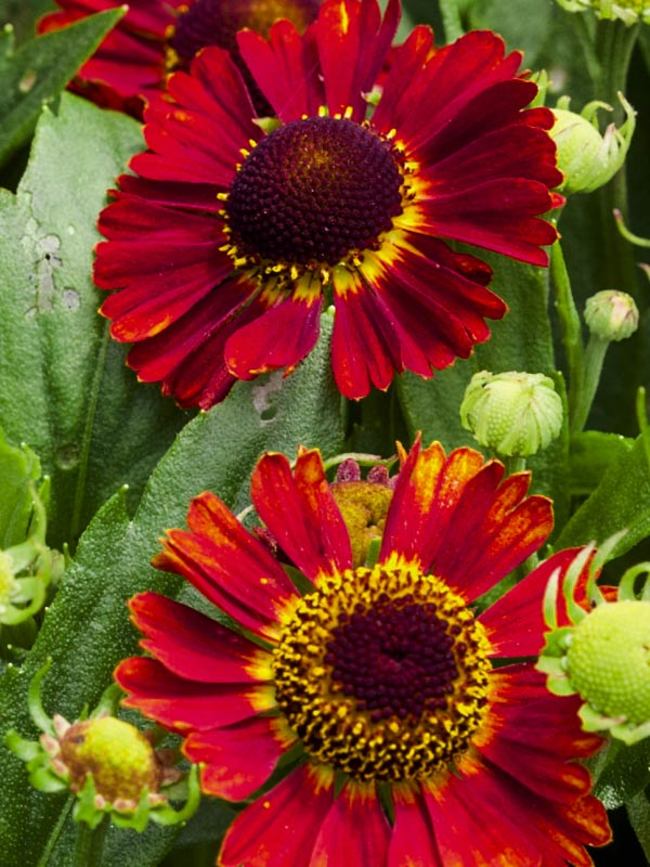 Helenium Salsa | Bluestone Perennials