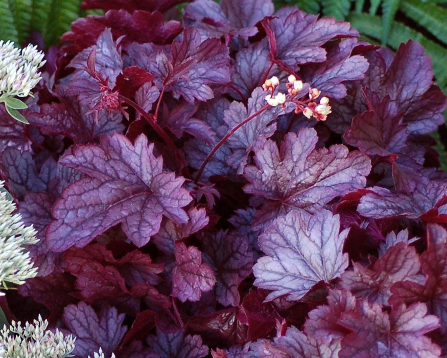 Heuchera Shanghai | Bluestone Perennials