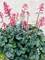 Heuchera Shimmer -- Bluestone Perennials