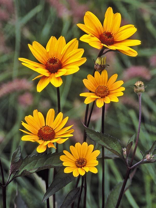 Heliopsis Summer Nights | Bluestone Perennials