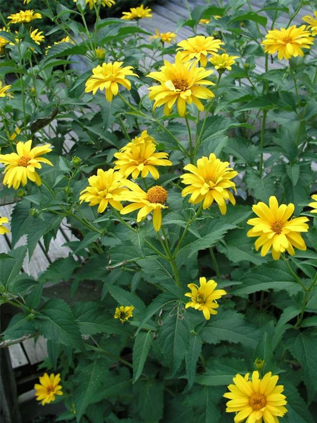 Heliopsis Summer Sun | Bluestone Perennials