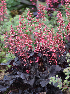 Heuchera Micrantha Coral Bells
