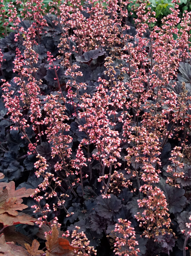 Heuchera Timeless Night | Bluestone Perennials