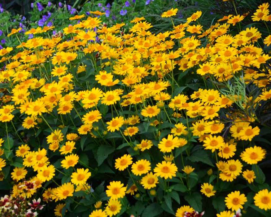Heliopsis Tuscan Sun | Bluestone Perennials