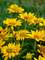 Heliopsis Tuscan Gold -- Bluestone Perennials