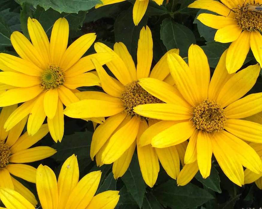 Heliopsis Tuscan Gold | Bluestone Perennials