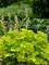 Heuchera Twist of Lime -- Bluestone Perennials