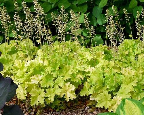 Heuchera Twist of Lime | Bluestone Perennials