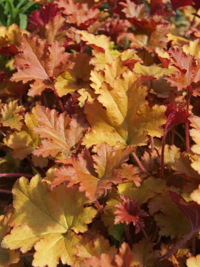Heuchera Zipper | Bluestone Perennials