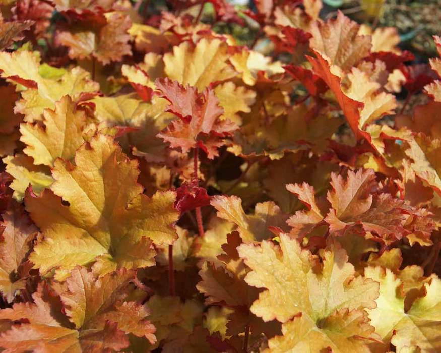 Heuchera Zipper | Bluestone Perennials