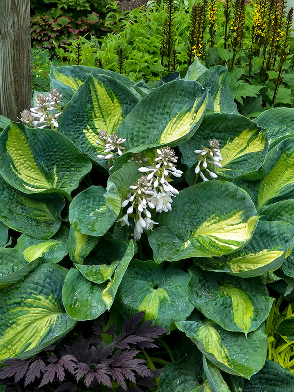 Hosta Hudson Bay | Bluestone Perennials