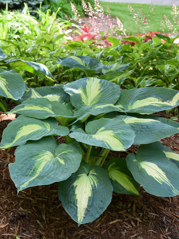Hosta Hudson Bay | Bluestone Perennials