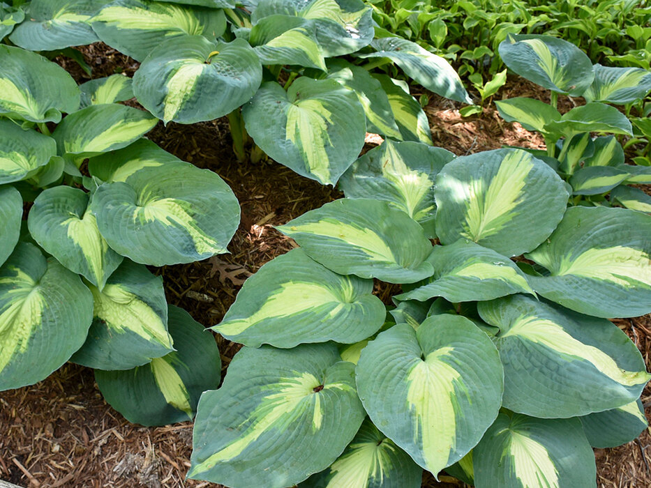 Hosta Hudson Bay | Bluestone Perennials