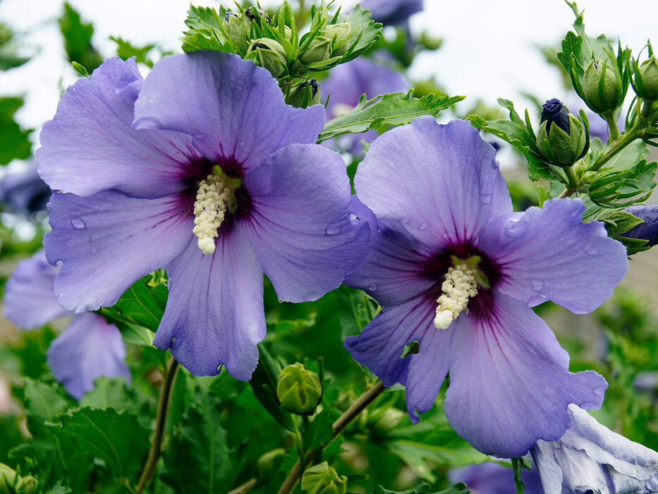 Hibiscus Azurri Blue Satin | Bluestone Perennials