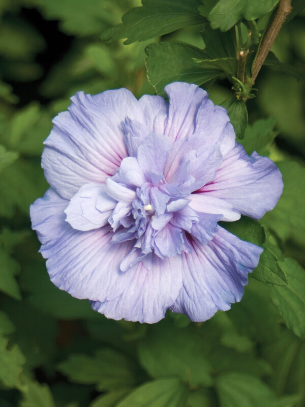 Hibiscus Blue Chiffon | Bluestone Perennials