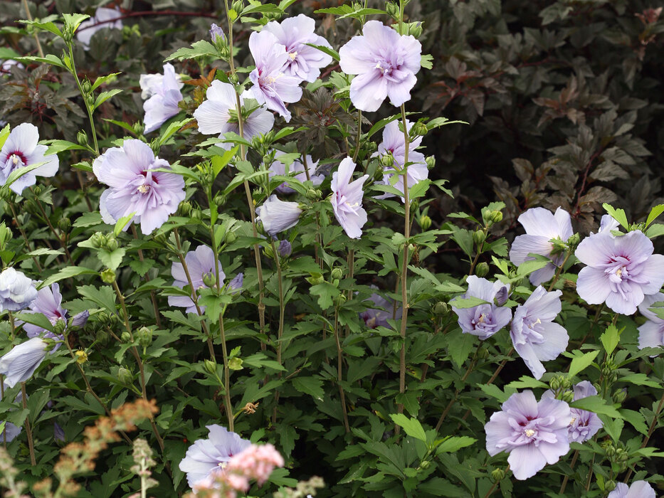 Hibiscus Blue Chiffon | Bluestone Perennials