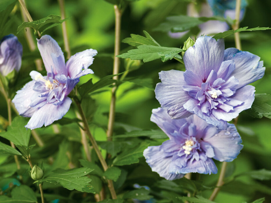 Hibiscus Blue Chiffon | Bluestone Perennials